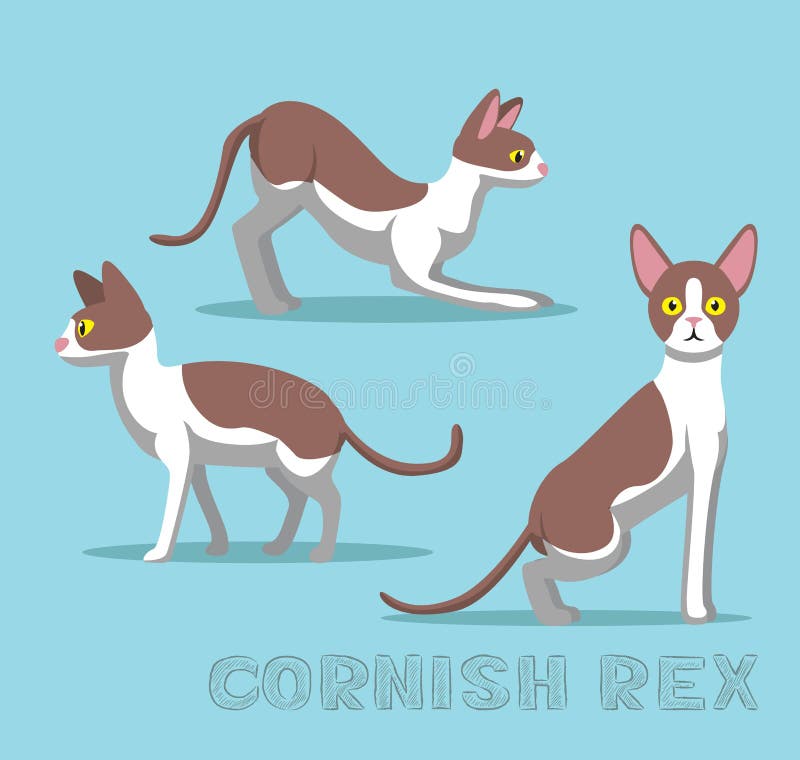 Vektorillustration Av En Cornish Rex Kattteckning Vektor Illustrationer ...
