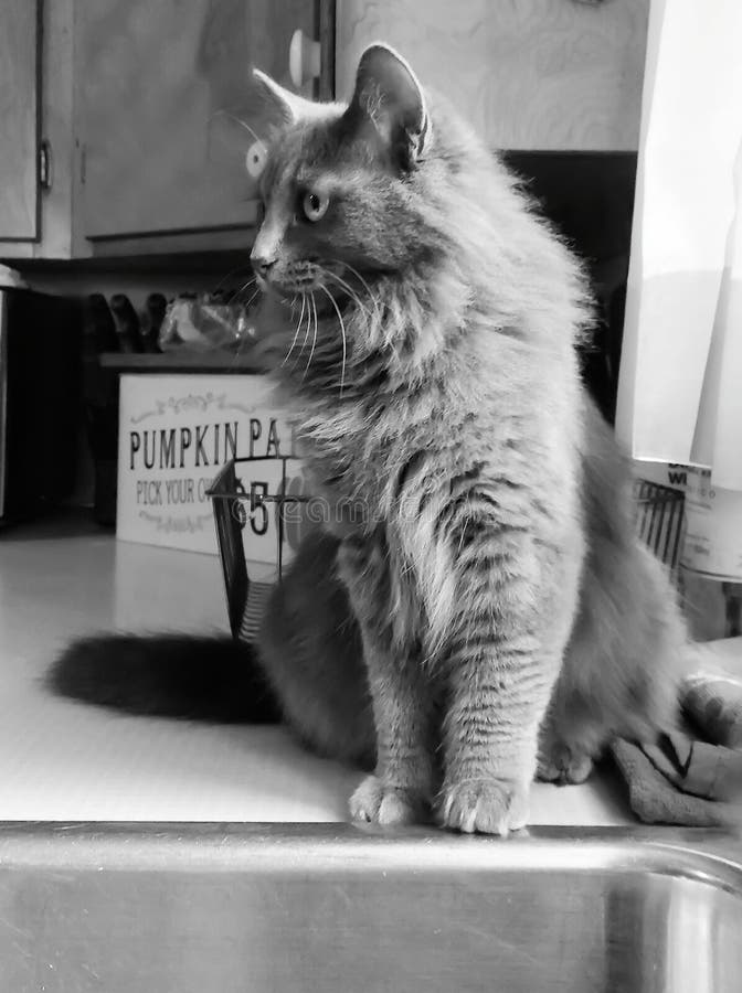 Cat on Counter stock photo. Image of counter, white - 261251396