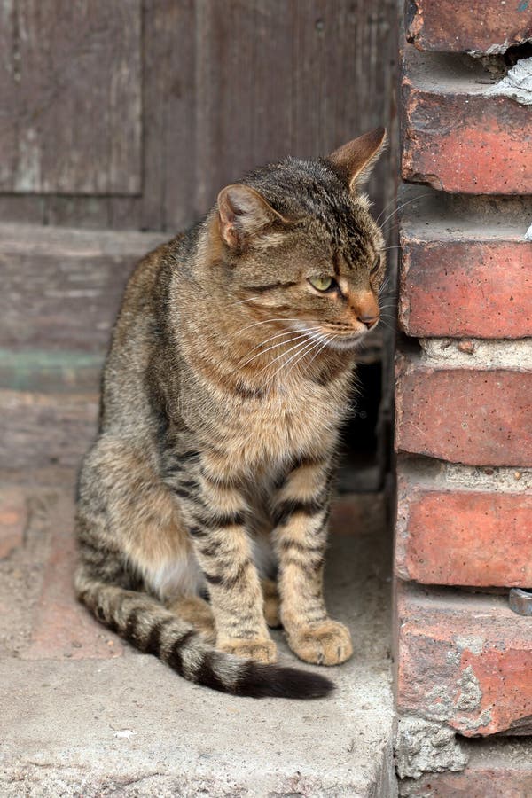 Cat in the Country House on Stairs Looking for a Mouse Stock Photo ...