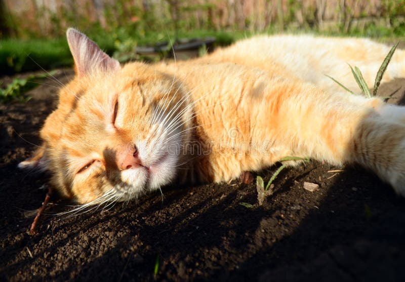 1,515 Orange Tomcat Stock Photos - Free & Royalty-Free Stock Photos ...