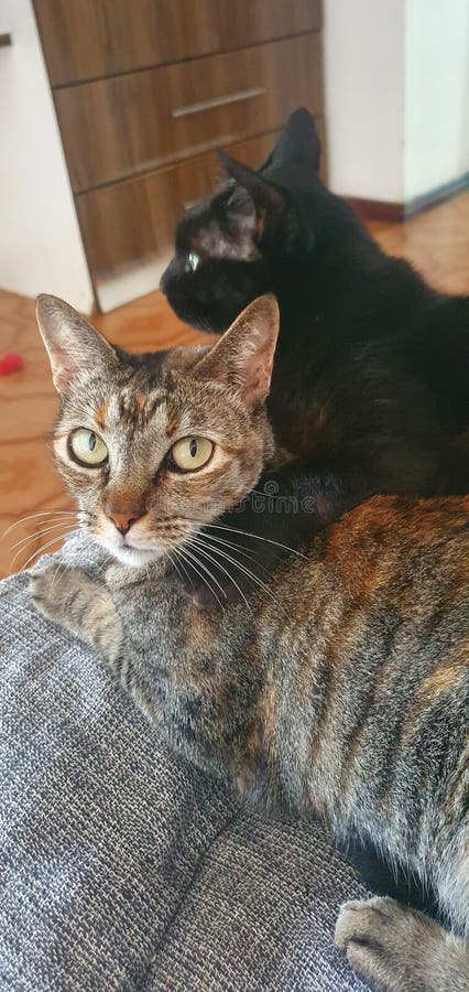 Cat couple in love stock photo. Image of nose, animal - 257042412