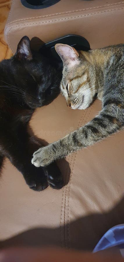 Cat couple in love stock photo. Image of nose, animal - 257042412