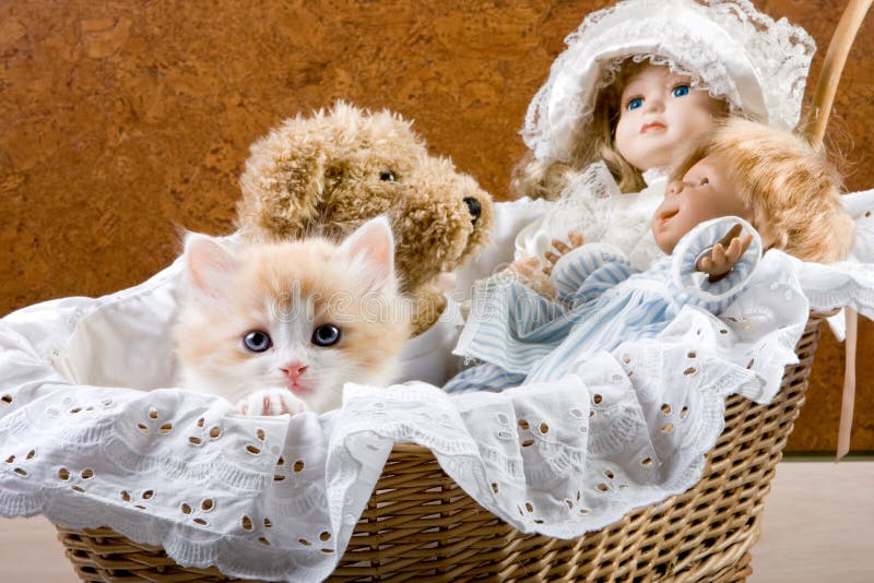 Cat in a cradle stock photo. Image of lace, pets, curious - 11491946
