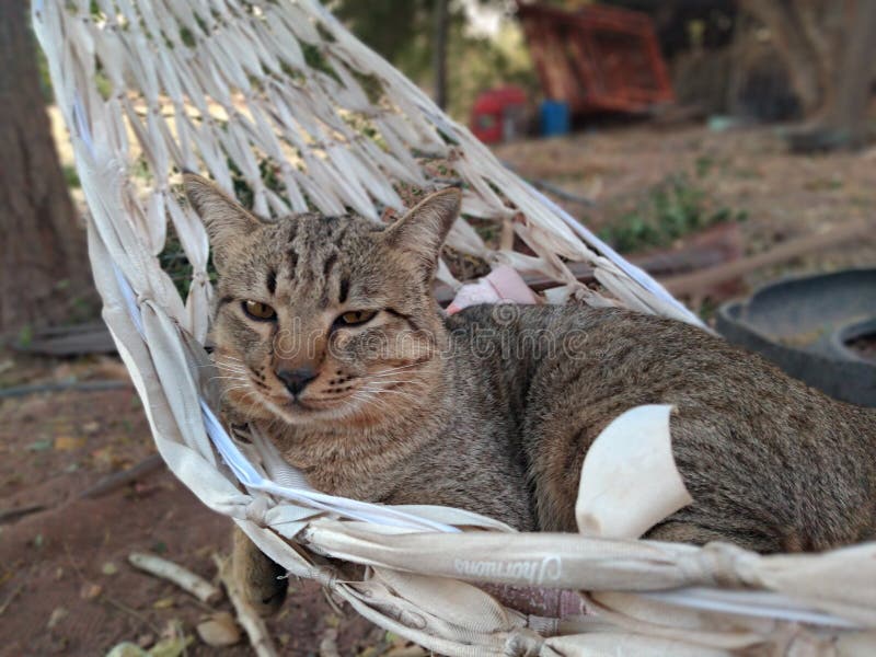 Cat on a cradle editorial photo. Image of mammal, animal - 181757681