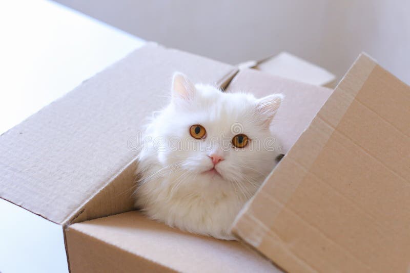 Cat Crawled into the Box Branca Grande E Assento Dentro Dele Imagem de ...