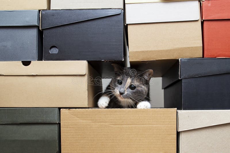 Cat Crawled into a Pile of Stacked Shoe Boxes and Playfully Looks Stock ...