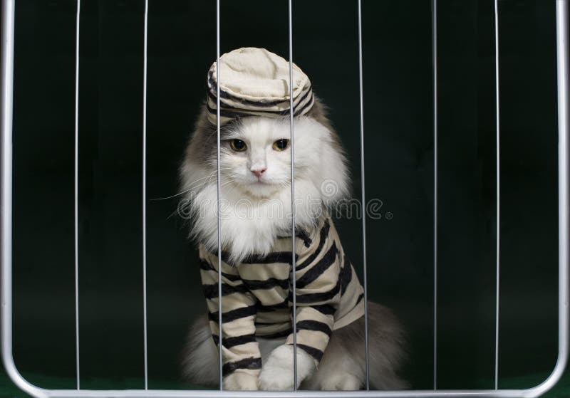 Cat criminal behind bars stock image. Image of cell, furry - 51192817