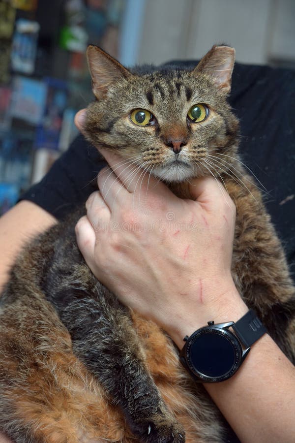A Cat with a Cropped Ear after Sterilization Stock Photo - Image of ...