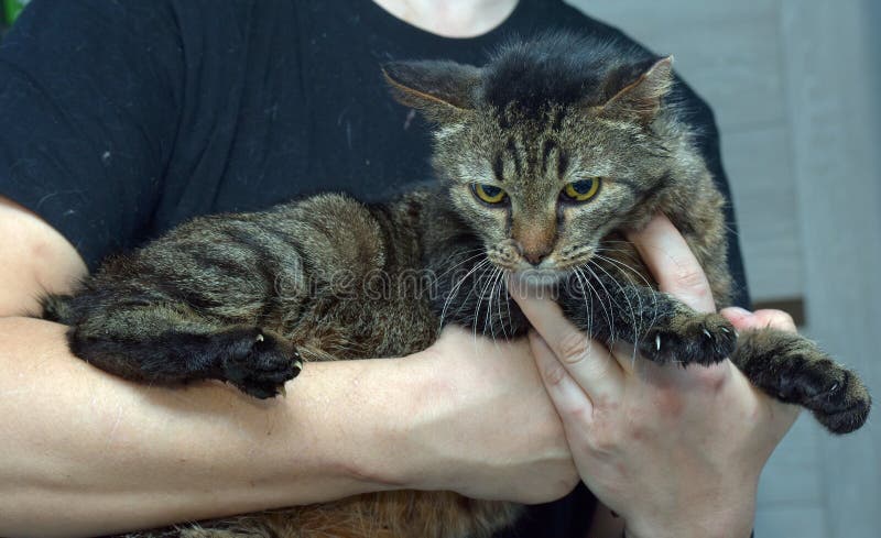 A Cat with a Cropped Ear after Sterilization Stock Photo - Image of ...