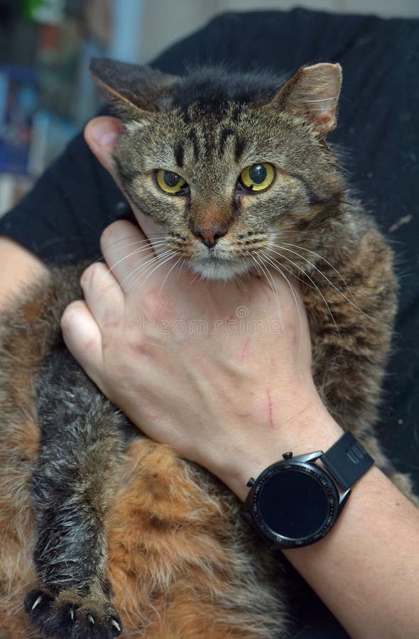 A Cat with a Cropped Ear after Sterilization Stock Photo - Image of ...