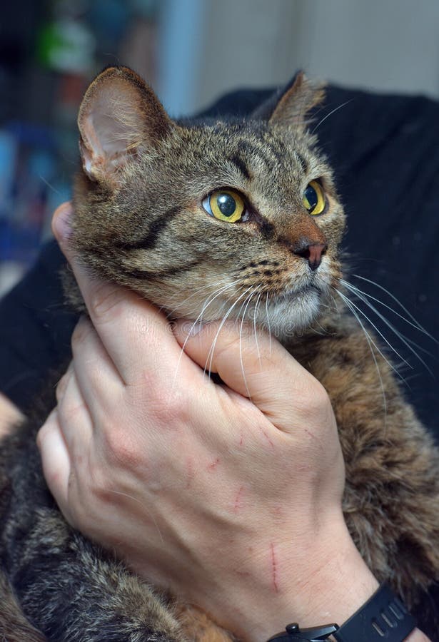 A Cat with a Cropped Ear after Sterilization Stock Image - Image of ...