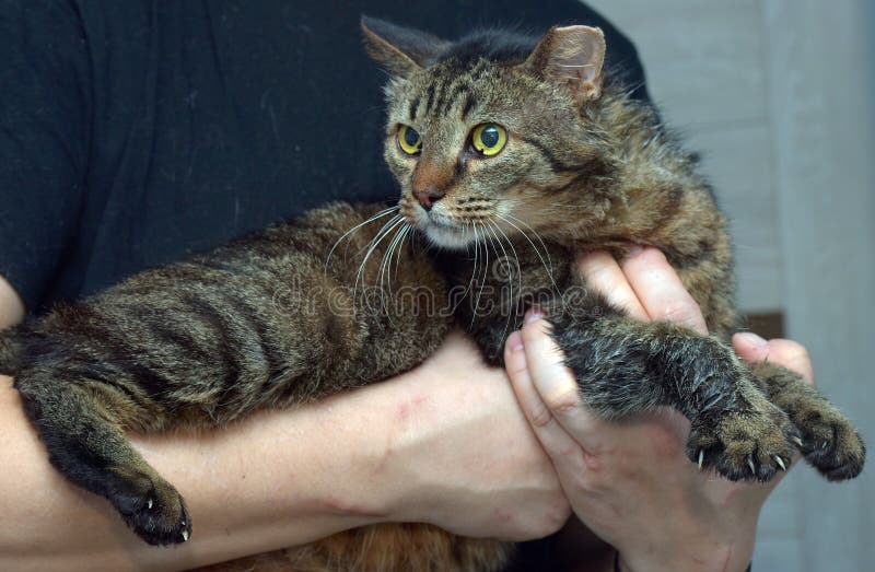 A Cat with a Cropped Ear after Sterilization Stock Photo - Image of ...