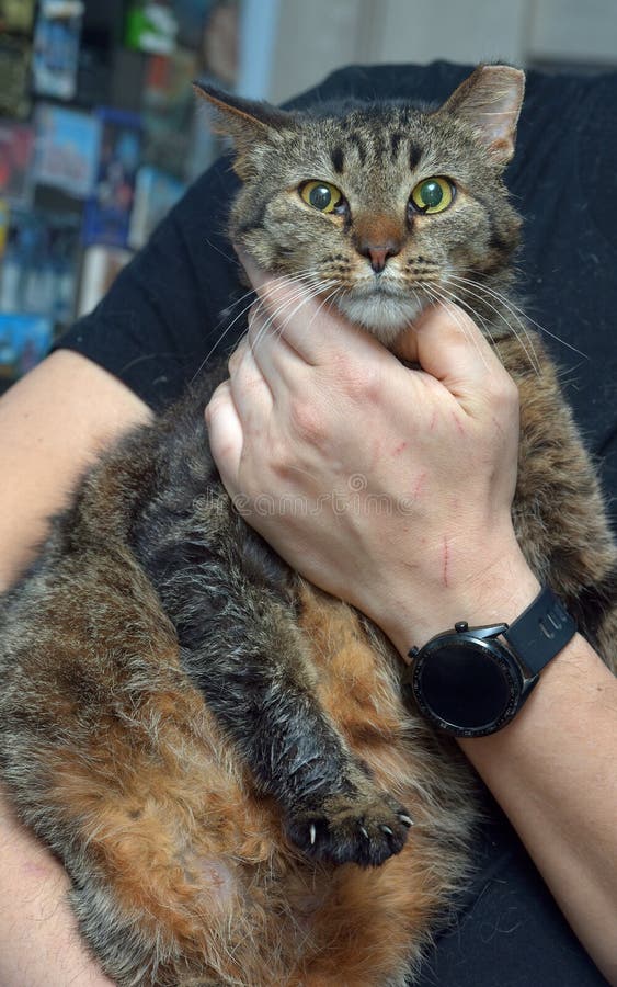 A Cat with a Cropped Ear after Sterilization Stock Image - Image of ...