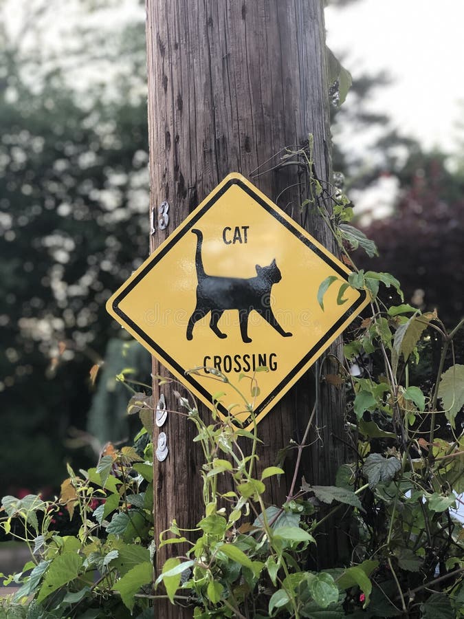 Cat crossing stock image. Image of sign, crossing, pole - 191647277