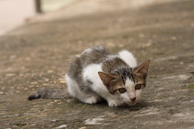 Cat crouch on floor. stock photo. Image of adorable, domestic - 58458850