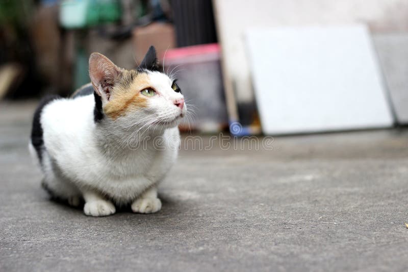 The Cat Crouch on the Floor Stock Image - Image of white, kitten: 331224349