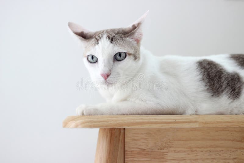 The Cat Crouch on the Wooden Bench in White Wall Home Stock Photo ...