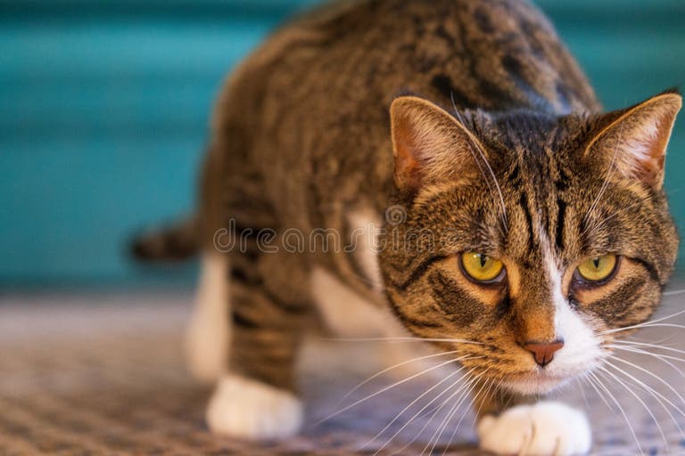 Low Quality Cat Pics Stock Photos - Free & Royalty-Free Stock Photos ...