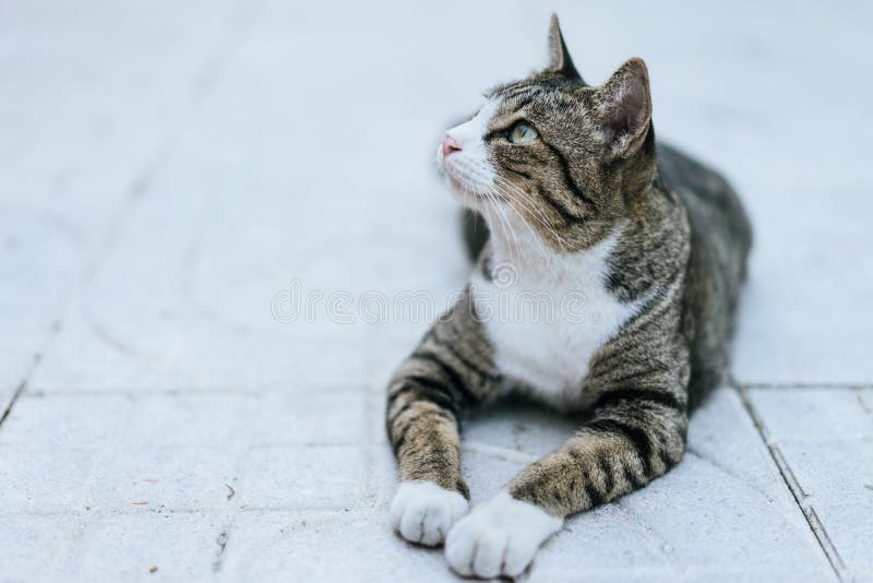 Cat Crouching on the Sidewalk Field. Stock Photo - Image of looking ...