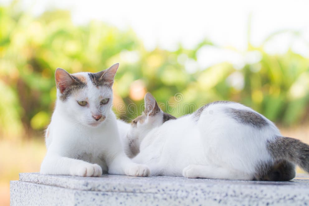 Cat stock image. Image of spot, feline, kitten, playful - 60081721