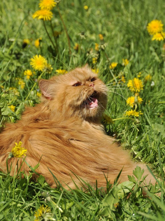 Cat crying stock photo. Image of feline, mammal, lies - 23376502