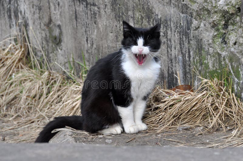 Cat crying stock photo. Image of lonely, crying, beggar - 25754312