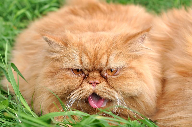 Cat crying stock image. Image of adult, green, june, lovely - 62239959