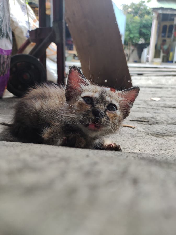 Cat crying in a street stock image. Image of street - 262166121