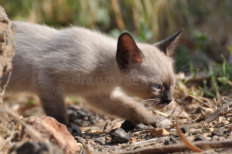 Cat cub stock image. Image of mammals, male, senses, photograph - 31475231