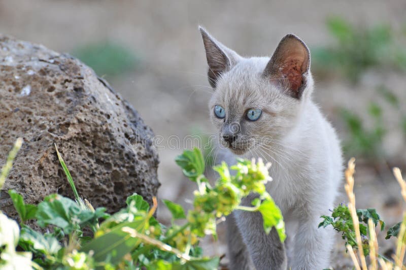 Cat cub stock photo. Image of photograph, light, grass - 31479710