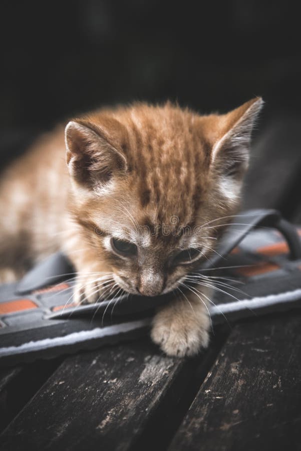 Cat cub on wood stock image. Image of striped, sweet - 60590459