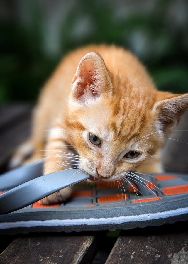 Cat cub on wood stock image. Image of baby, mammal, scottish - 60597987