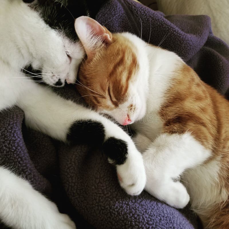 Cat Cuddle Cuties stock image. Image of cuties, cuddle - 221550237