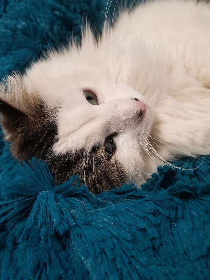 Cat cuddle stock image. Image of sleeping, cuddle, cute - 114699121