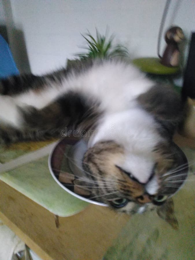 Cat Gone Cuddles stock photo. Image of funny, cuddles - 159474870