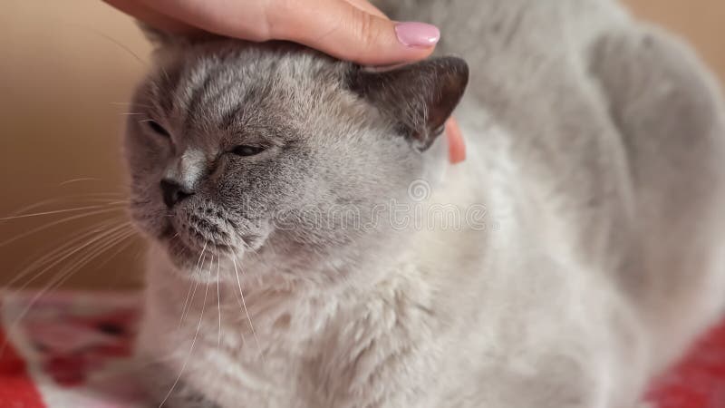 Cat Cuddling by an Owner. Cat Feeling Relaxing Pleasing Stock Image ...
