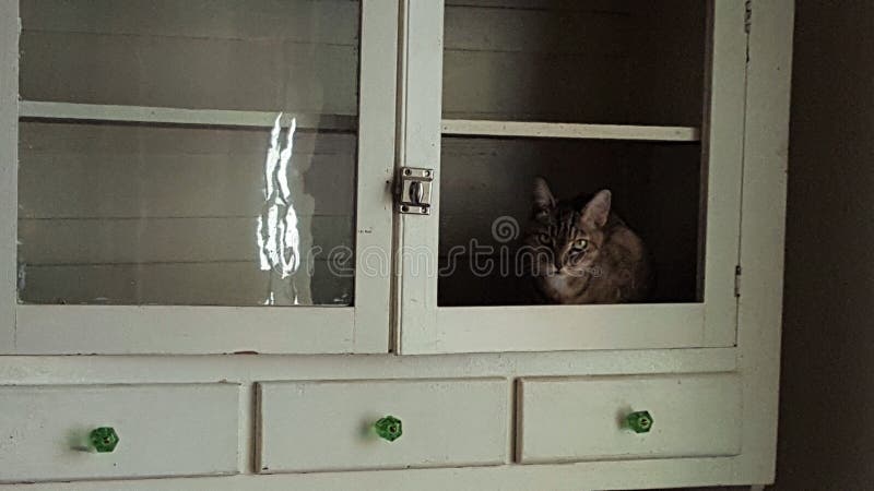Cat in the Cupboard stock photo. Image of inside, sitting - 79402138