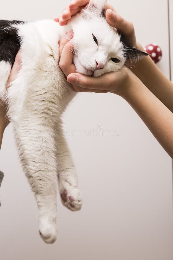 Cat in the cure hands stock image. Image of hands, cure - 179620141