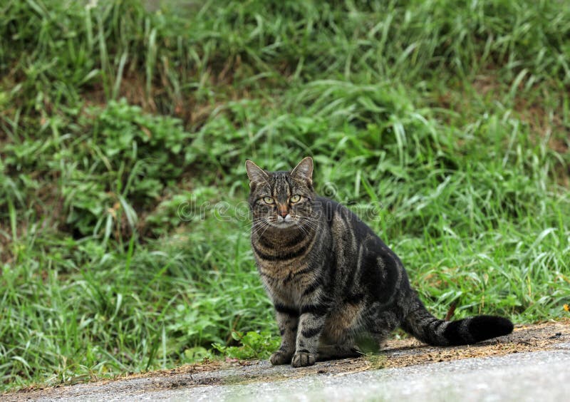 Cat Curiously Sits on a Dirt Road Stock Image - Image of animals, mice ...