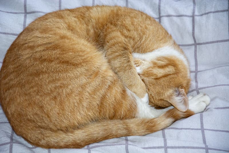 The Cat is Curled Up in a Ball and is Sleeping Stock Image - Image of ... The Cat is Curled Up in a Ball and is Sleeping Stock Image - Image of ...