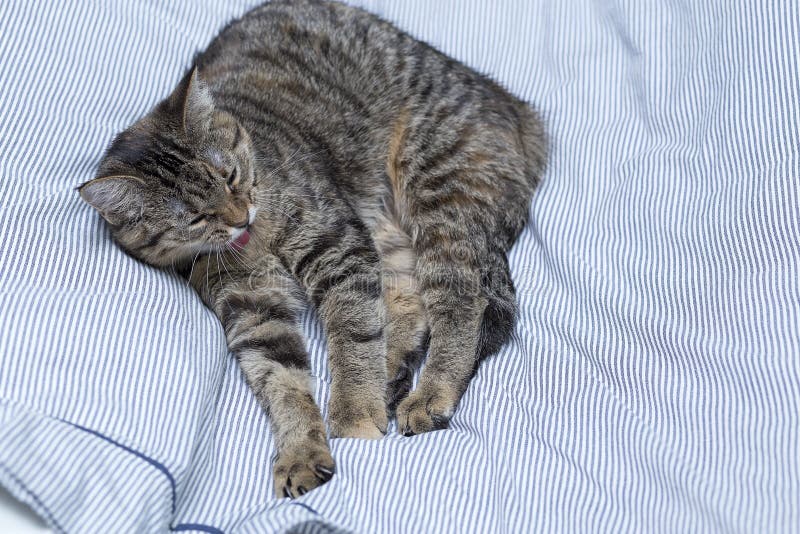 Cat curled up stock photo. Image of ball, wakes, beautiful - 84075296