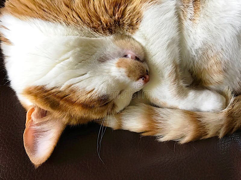 Cat curled up sleeping stock image. Image of orange, light - 82313165