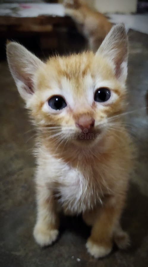 Cat is cute stock image. Image of kucing, small, cute - 221266093