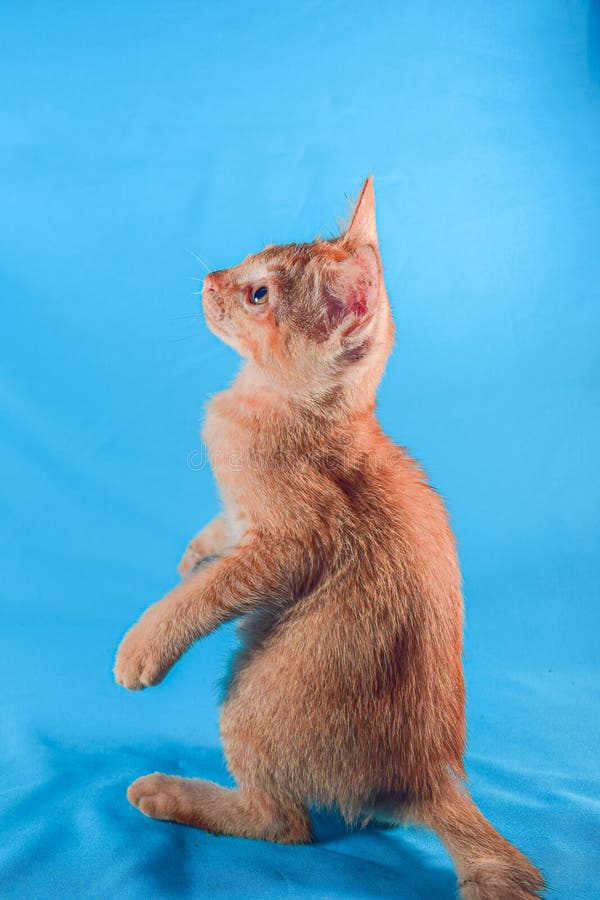 Cat Cute Animals Catorange Kids Cat Standing Cute Cat Kitten Cute ...