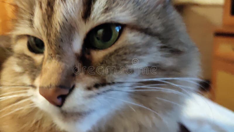 Kitty look up stock photo. Image of feline, kitty, cute - 4072616