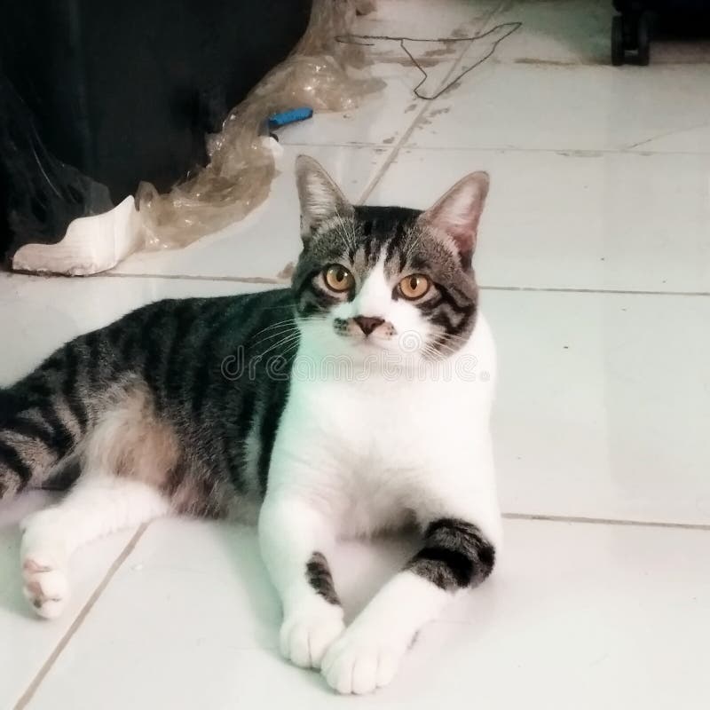 This a Cat so Cute Beautiful Happy Stock Photo - Image of happy, cute ...