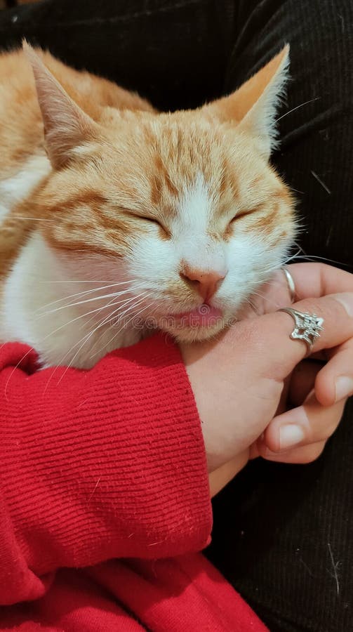 275 Cute Cairo Stock Photos - Free & Royalty-Free Stock Photos from Dreamstime