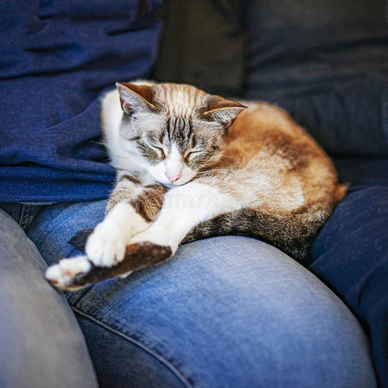 Cute Cat Trustingly and Comfortable Sleeping on Lap of Owner Stock ...