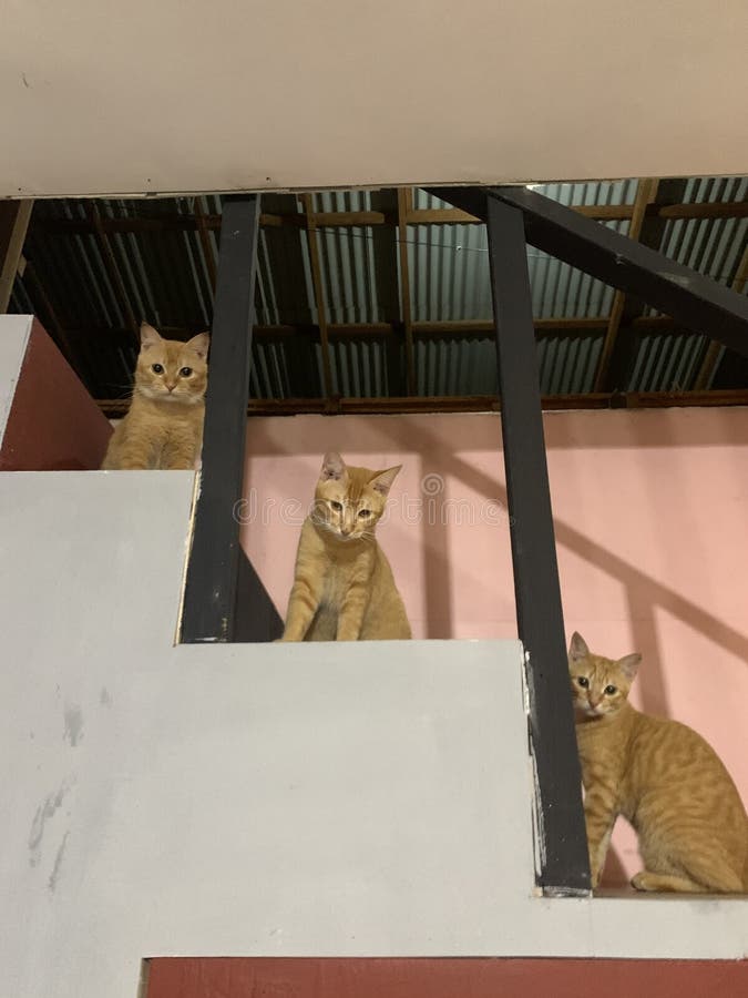Cat stock photo. Image of looking, camera, steps, cats - 269027976