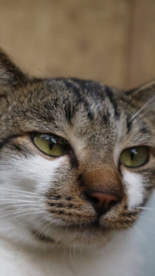 Caty Stock Photos - Free & Royalty-Free Stock Photos from Dreamstime